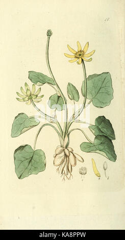 An illustration from 'Svensk Botanik' showcasing native plants from ...