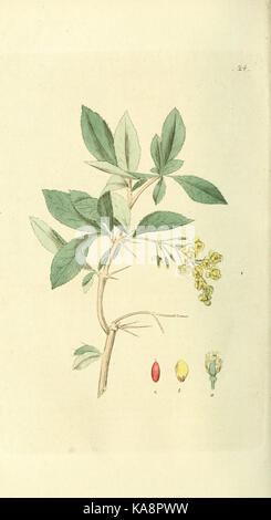 An illustration from 'Svensk Botanik' showcasing native plants from ...