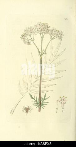 An illustration from 'Svensk Botanik' showcasing native plants from ...