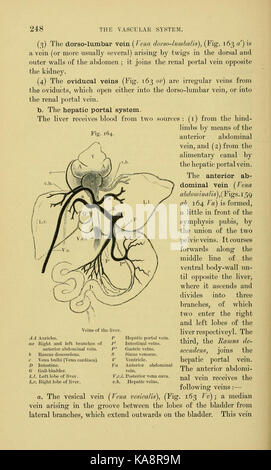 This illustration from a zoological anatomy text depicts the brain of a ...