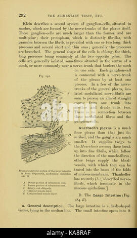This illustration shows the comparative anatomy of vertebrate auditory ...