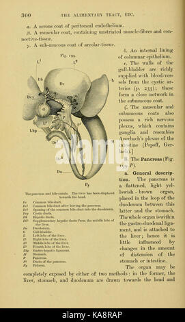 . The anatomy of the frog. Frogs -- Anatomy; Amphibians -- Anatomy. 300 ...