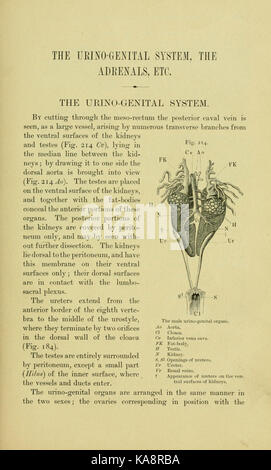 This illustration from a zoology textbook features a detailed study of ...