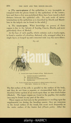 . The anatomy of the frog. Frogs -- Anatomy; Amphibians -- Anatomy. 236 ...