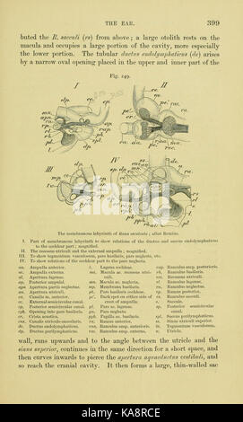 The anatomy of the frog (Page 399, Fig. 249 Stock Photo - Alamy