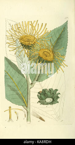 A botanical illustration from 'Svensk botanik,' a work on Swedish ...