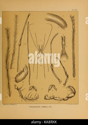 The Cave Fauna of North America (Pl. IV), Cave Animals, North America ...