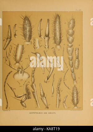 The Cave Fauna of North America (Pl. IV), Cave Animals, North America ...