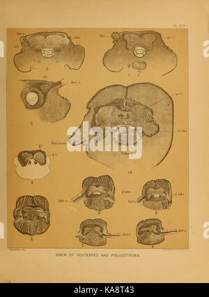 The Cave Fauna of North America (Pl. IV), Cave Animals, North America ...