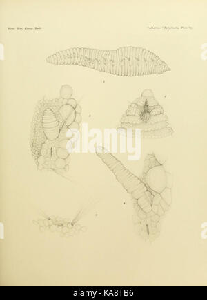 The Annelida Polychaeta (Plate 67 Stock Photo - Alamy