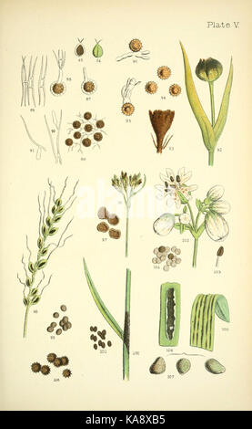 Rust, smut, mildew and mould (Plate XIII): A study of phytopathogenic ...