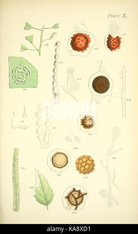 This illustration from the study of plant diseases focuses on diseases ...
