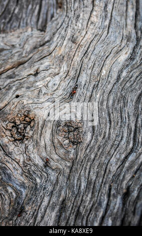 A vertical closeup of the red ants on the green stem carrying a ...