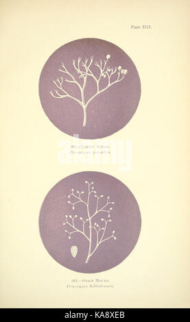 Rust, smut, mildew and mould (Plate VII): A detailed study of common ...