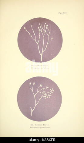 Rust, smut, mildew, mould, phytopathogenic fungi, plant diseases, Great ...