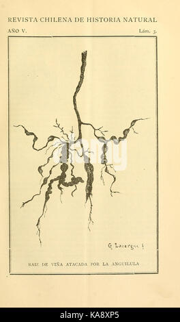 Revista Chilena de Historia Natural Stock Photo - Alamy