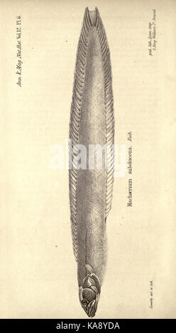 The Annals and magazine of natural history (Vol. XII, Pl. VI Stock ...