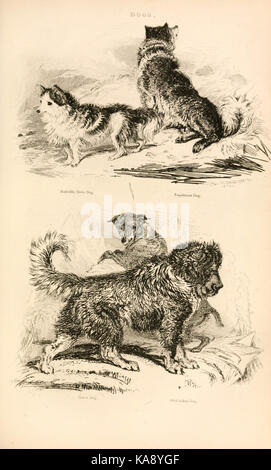 The animal kingdom, SIL Smithsonian Institution Libraries Zoology Stock ...
