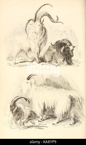 The animal kingdom ,SIL Smithsonian Institution Libraries Zoology Stock ...