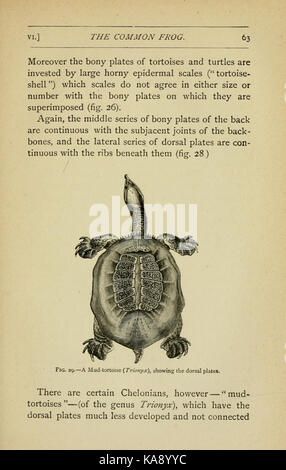 European Common brown Frog in latin Rana temporaria grass frog Stock ...