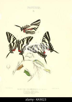 The 'Synopsis of North American Butterflies (PAPILIO III)' provides a ...