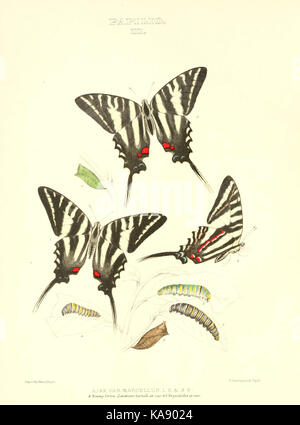 Synopsis of North American butterflies (PAPILIO III Stock Photo - Alamy