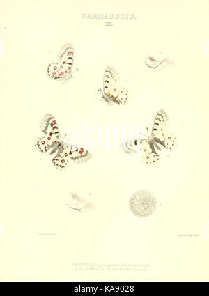 Synopsis of North American butterflies (PARNASSIUS III Stock Photo - Alamy