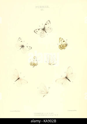 Synopsis of North American butterflies (PIERIS II Stock Photo - Alamy