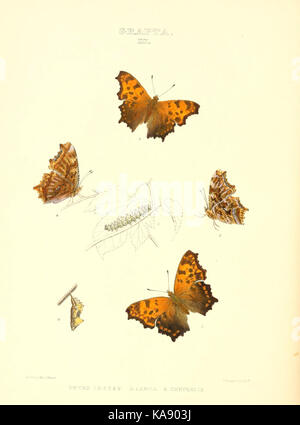 Synopsis of North American butterflies (GRAPTA III Stock Photo - Alamy
