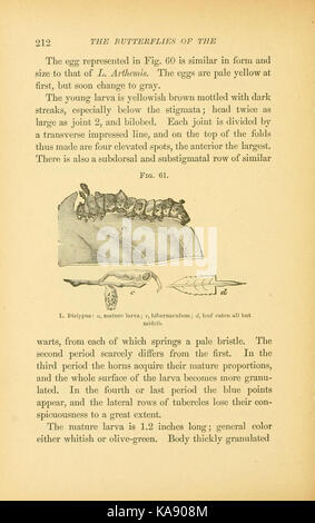 The butterflies of the eastern United States (Page 145) BHL9819973 ...