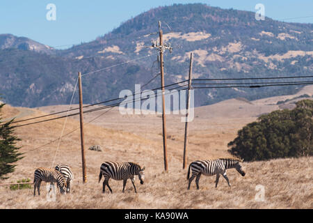 A zebra on the grounds of San Simeon castle state park , this zebra is ...