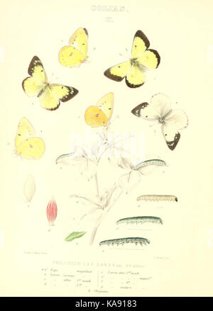 This work focuses on the study of the butterfly genus *Papilio* by ...