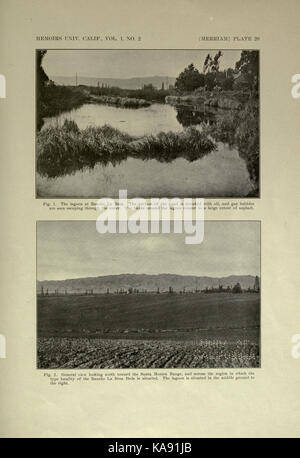 The fauna of Rancho La Brea Stock Photo - Alamy