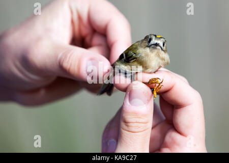 Goldcrest at Arne, Wareham, Dorset - caught for ringing weighing and ...