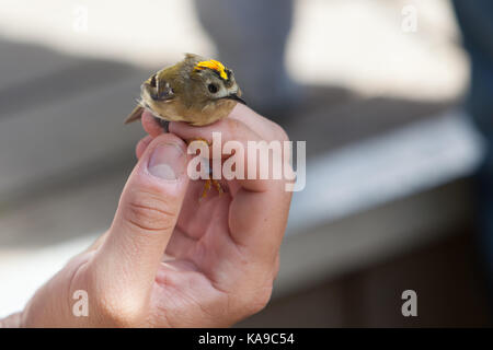 Goldcrest at Arne, Wareham, Dorset - caught for ringing weighing and ...