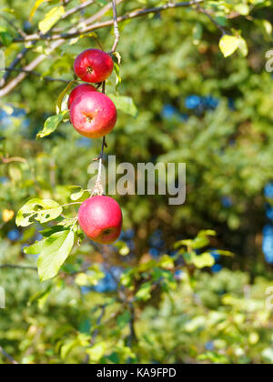 The harvest of fresh ripe red apples just collected from the branches ...