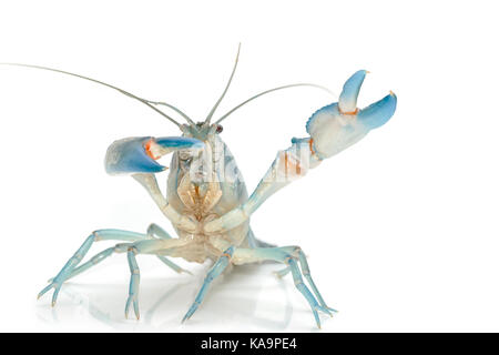 Yabbie Crayfish in fighting position,Blue crayfish cherax destructor ...