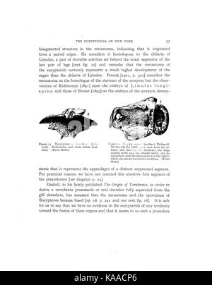 This work focuses on the Eurypterida, an extinct group of arthropods ...
