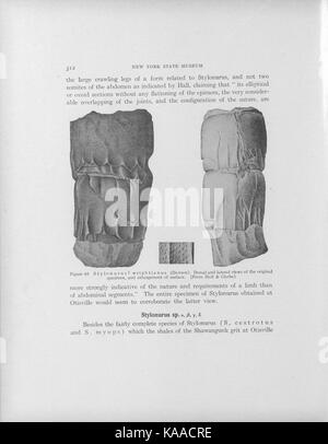 . The Eurypterida of New York. Eurypterida; Paleontology. 312 NEW YORK ...