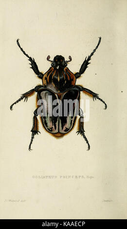 The Coleopterist's Manual is a reference guide for beetle ...
