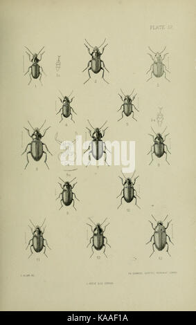 A detailed study of British beetles Stock Photo - Alamy
