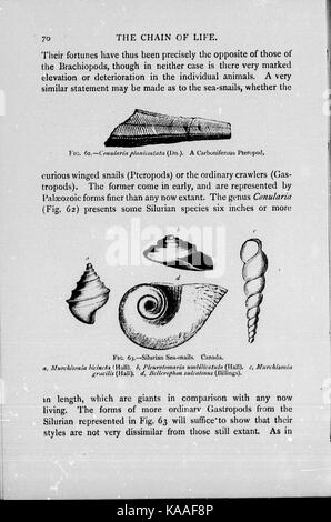 Evolution of life on Earth. Sequence of artworks showing the timeline ...