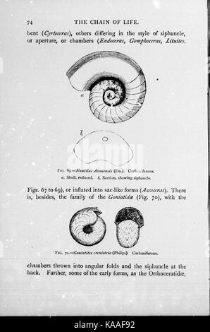 This chart illustrates the chain of life in geological time, showing ...