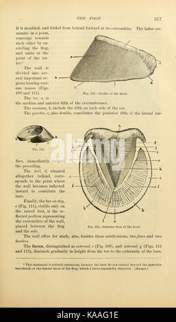 This work focuses on the skeletal structure of birds, specifically the ...