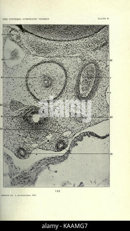 This work explores the anatomy and development of the systemic ...