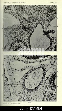 This study examines the development of the lymphatic system in fish ...