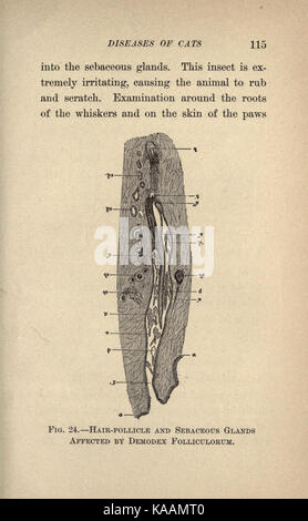 The cat, a guide to the classification and varieties of cats and a ...