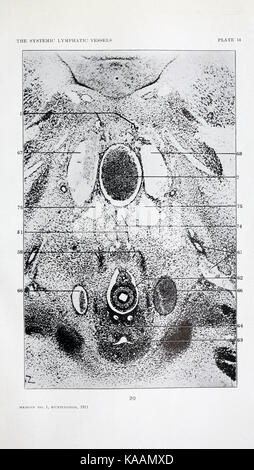 A study on the development of the lymphatic system in fish ...
