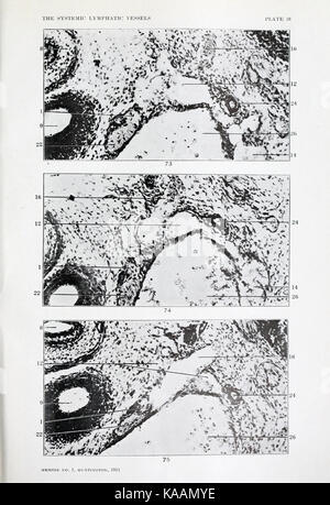 This study focuses on the development of the lymphatic system in fish ...