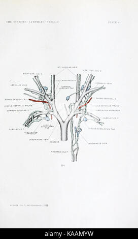 The anatomy and development of the systemic lymphatic vessels in the ...